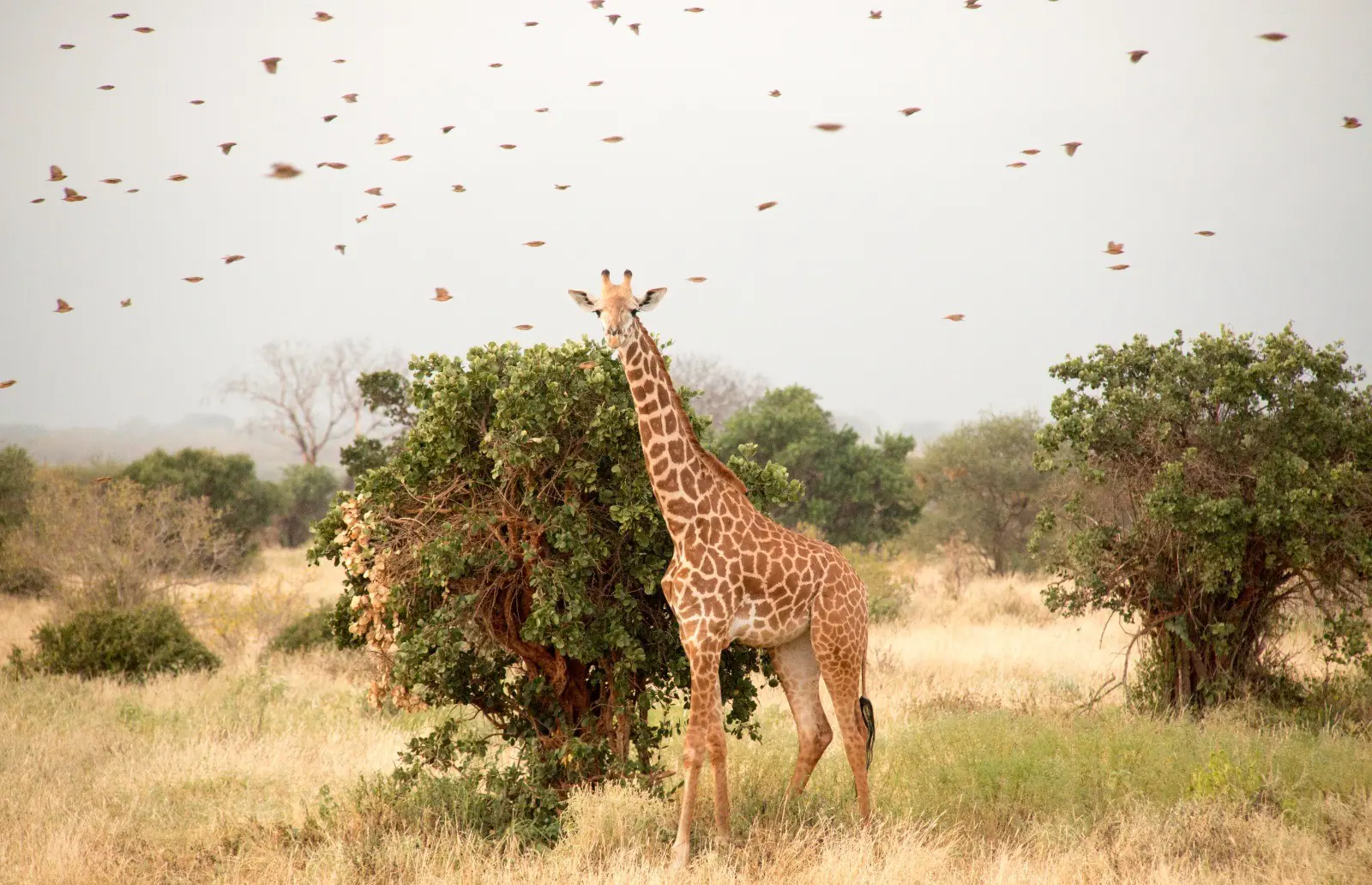 Qual è il periodo migliore dell'anno per visitare il Kenya?